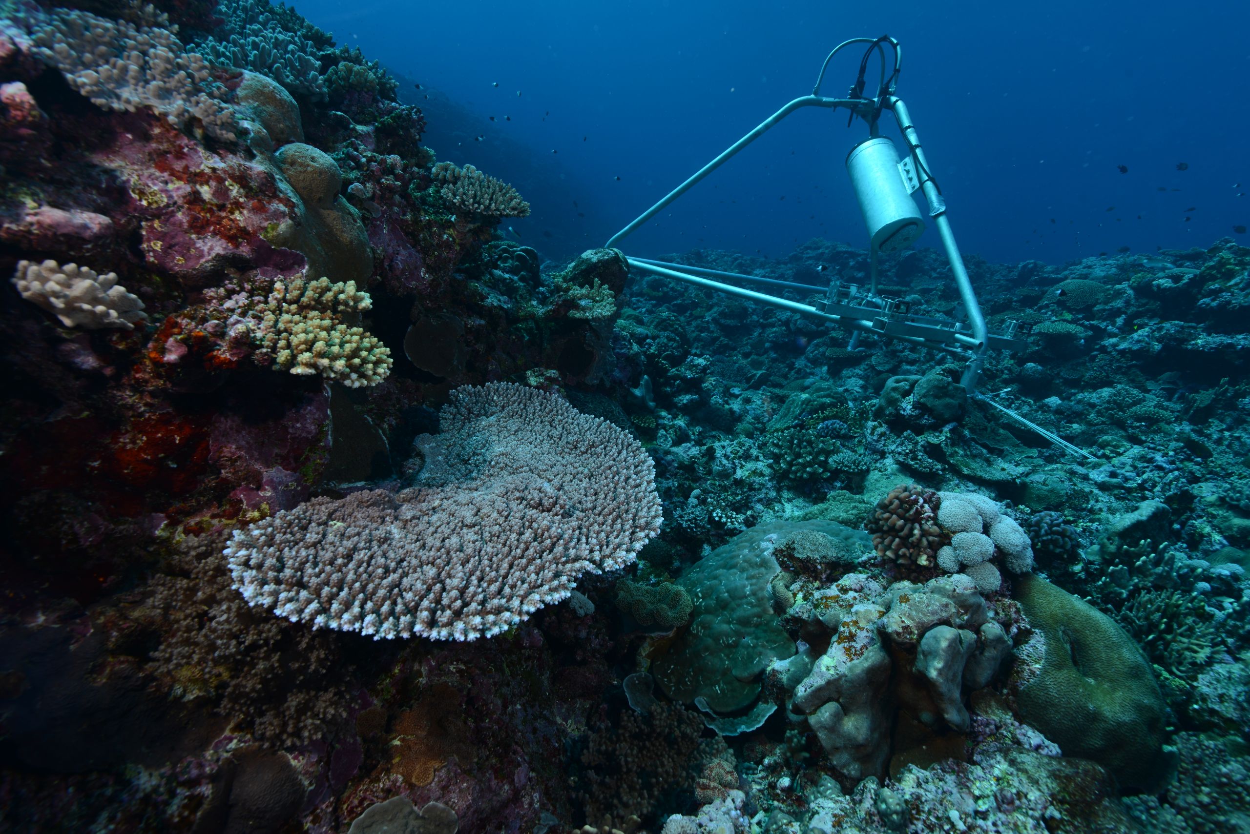 BEST Webinar: Eco-acoustic monitoring applied to marine biodiversity ... BEST Webinar: Eco-acoustic monitoring applied to marine biodiversity ...