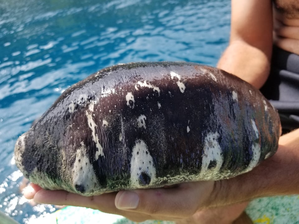 Preserving white sea cucumbers in Tahiti: when traditional knowledge ...